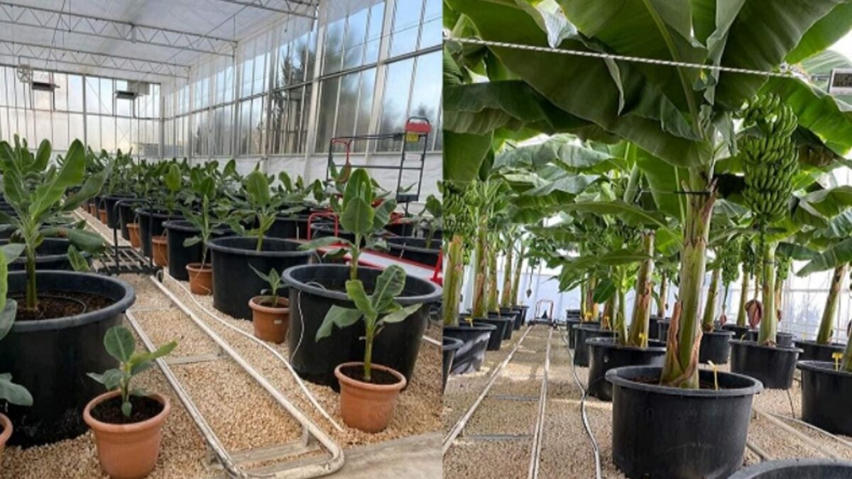 Banani in vaso: come coltivarli passo dopo passo