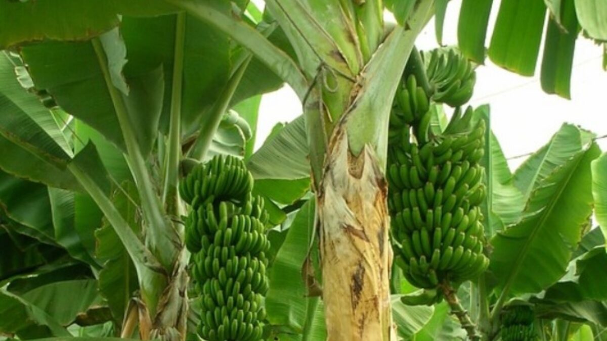 Banani in vaso: come coltivarli passo dopo passo
