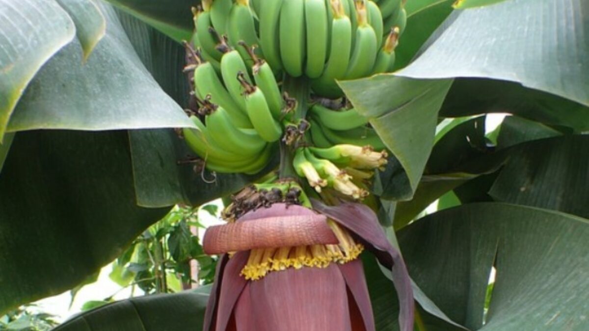 Banani in vaso: come coltivarli passo dopo passo