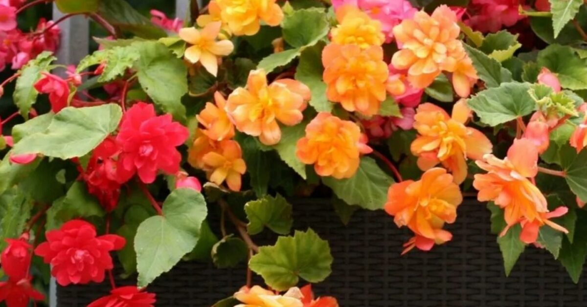 Concimare le begonie in estate: come mantenere la fioritura