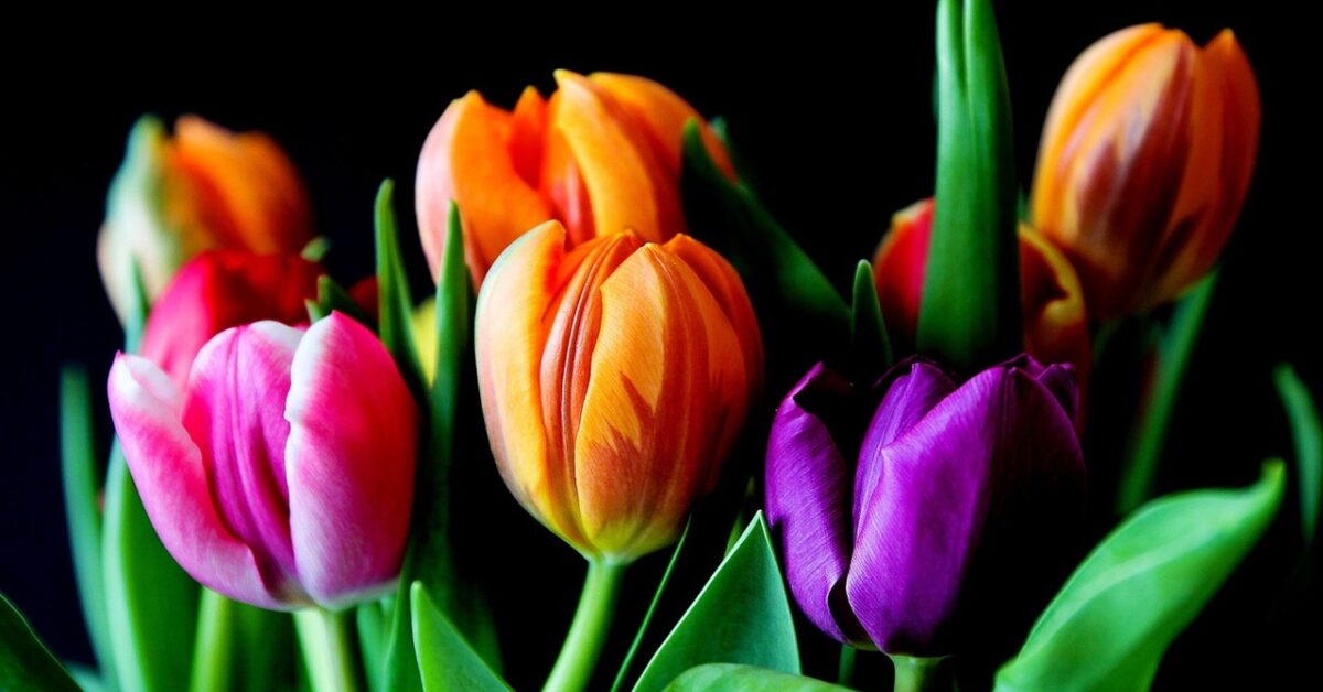 Trucchi e tecniche per cambiare il colore dei fiori: le più efficienti