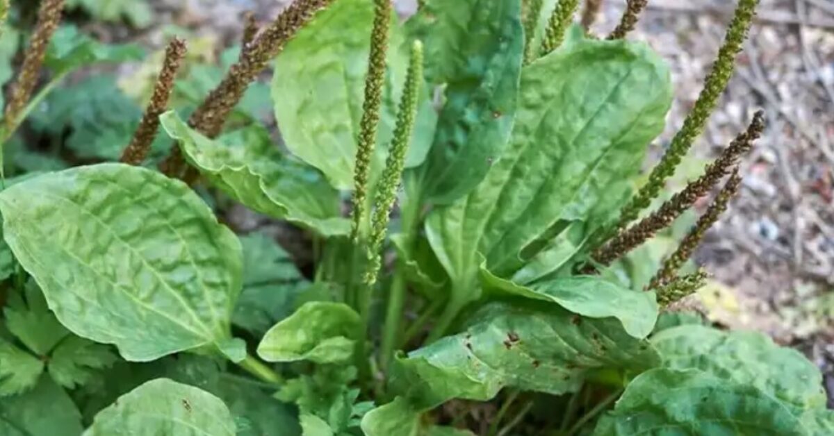 Piantaggine a foglia larga: scopiamo una pianta medicinale naturale