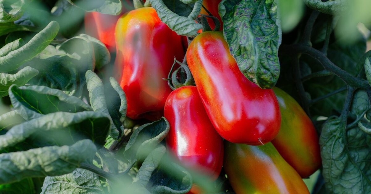 Pomodori farinosi o mollicci? Alcune cause probabili