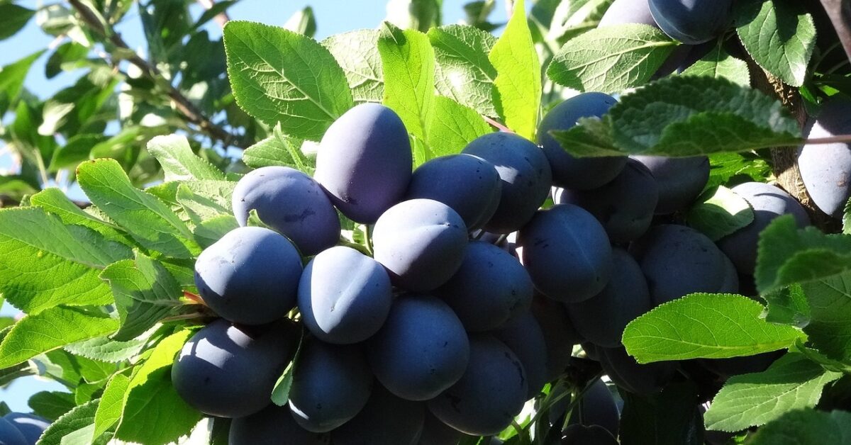 Albero di susino: proprietà e coltivazione
