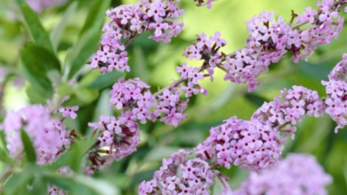 La buddleja: come curarla e cosa sapere su questa bellissima pianta