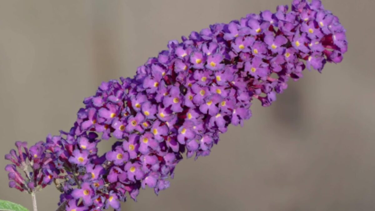 La buddleja: come curarla e cosa sapere su questa bellissima pianta