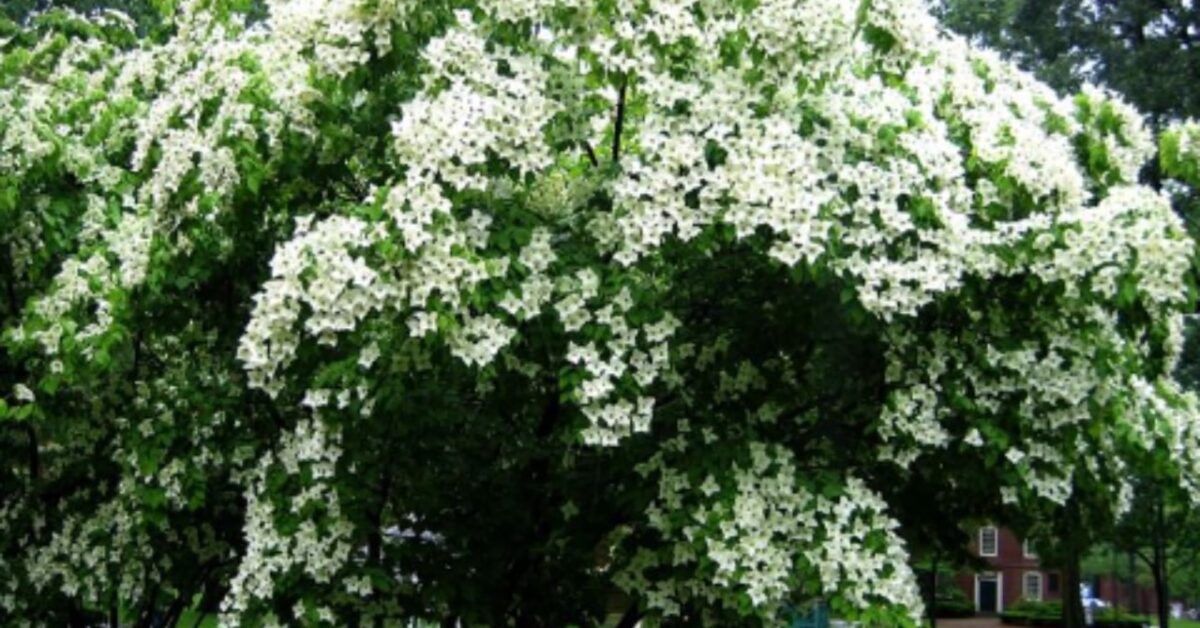 Corniolo da fiore: caratteristiche, curiosità e segreti di questa ...