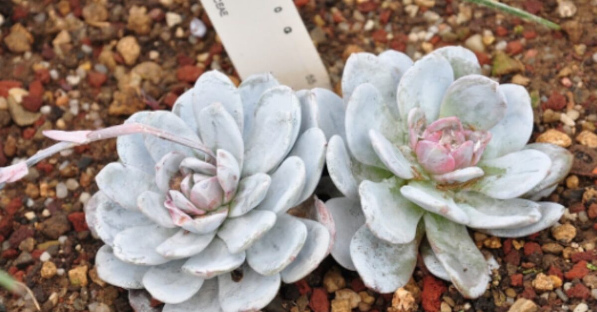 Echeveria laui, la pianta grassa senza spine: qualche curiosità