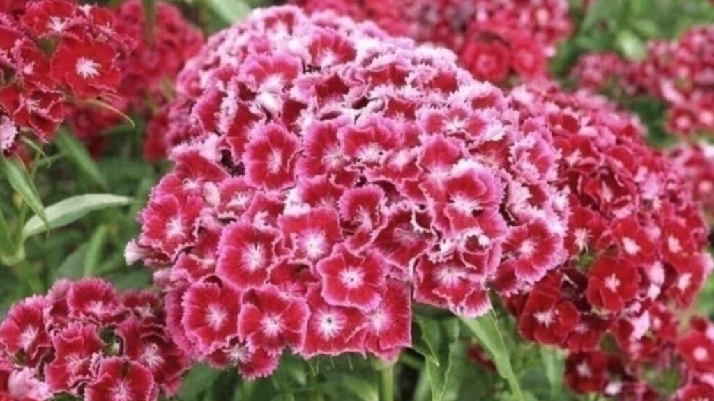 Il Garofano dei poeti: cura, coltivazione e significato