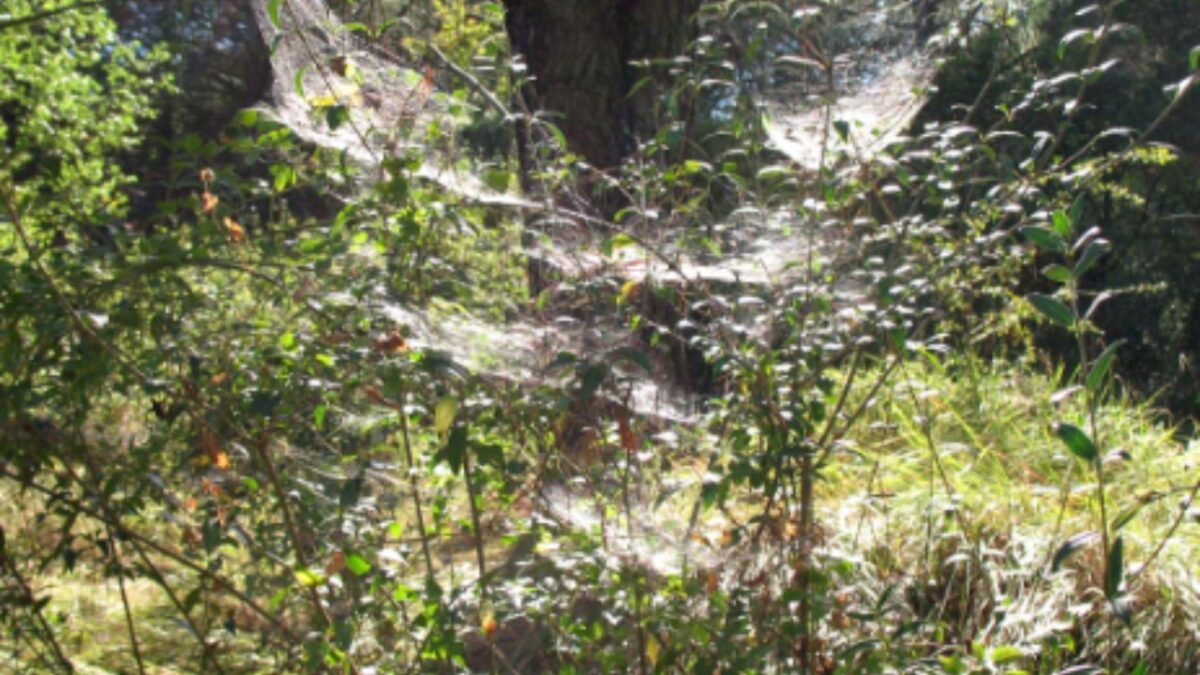 Ragnatele tra le foglie delle nostre piante? Cosa bisogna sapere!