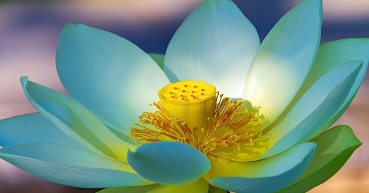 Qual è il significato dei diversi colori dei fiori di loto nel ...