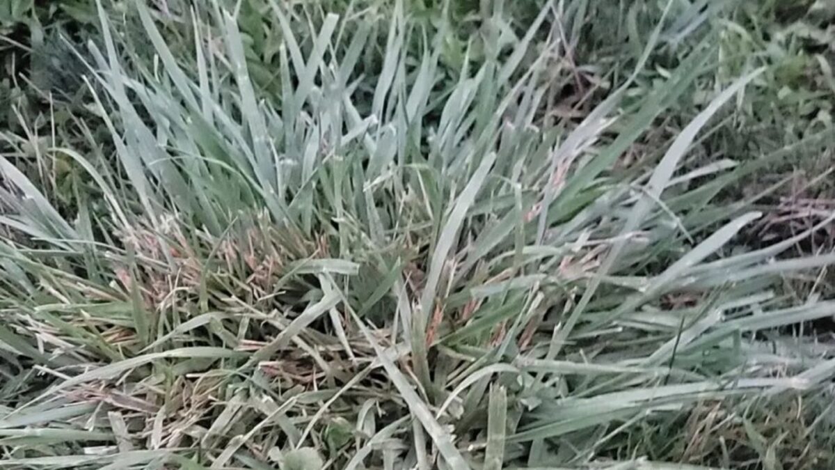 Fertilizzante organico potentissimo: 1 bicchiere e le tue piante si ...