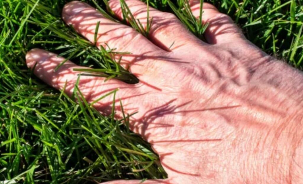 Come eliminare l'erba gramigna: vi sveliamo 3 semplici consigli