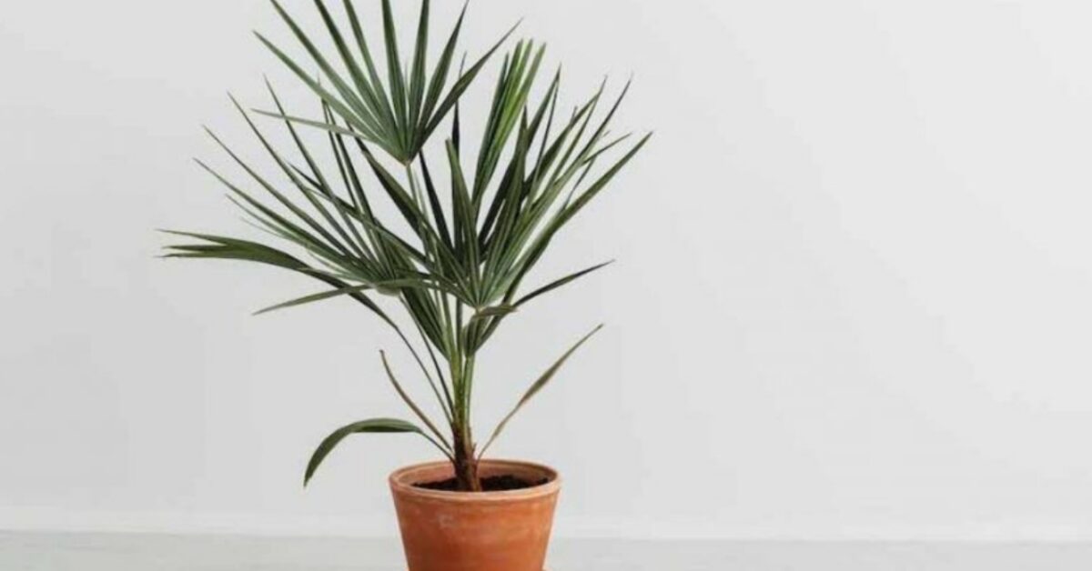 6 tipi di palme da interno per la vostra casa: provate a coltivarle