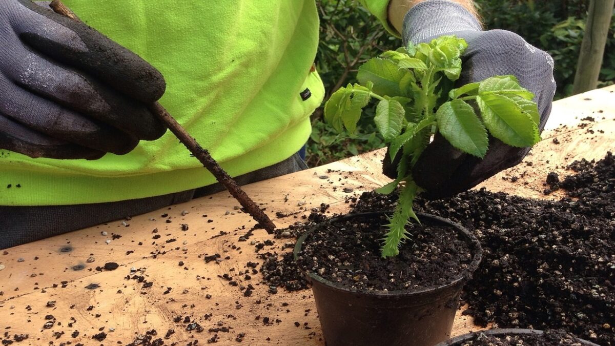 Camphora: tutto quello che c'è da sapere su questo imponente albero