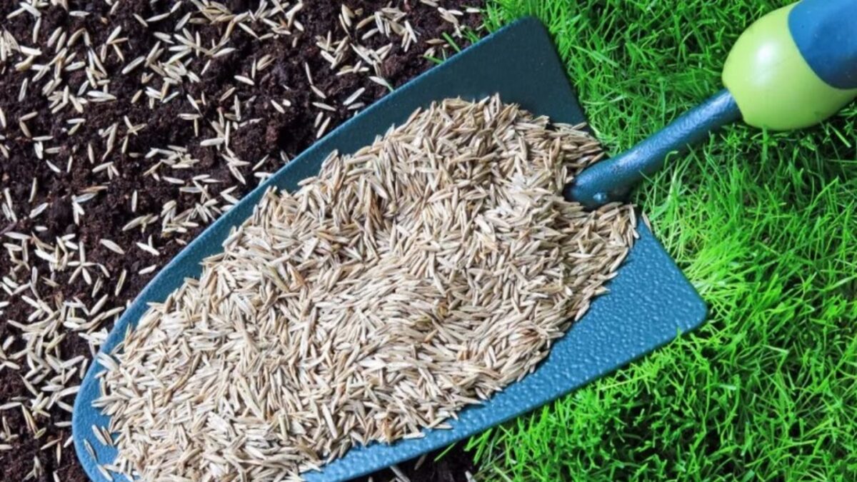 Come piantare i semi d'erba: 2 grandi segreti per far crescere l'erba ...