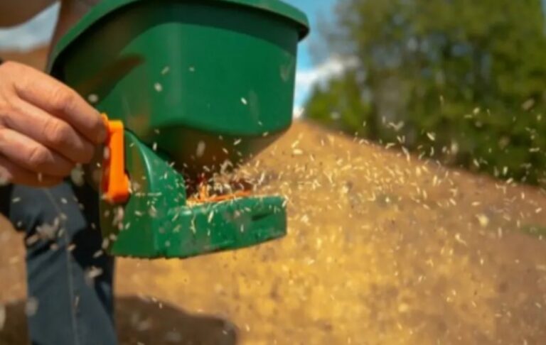 Come piantare i semi d'erba: 2 grandi segreti per far crescere l'erba ...