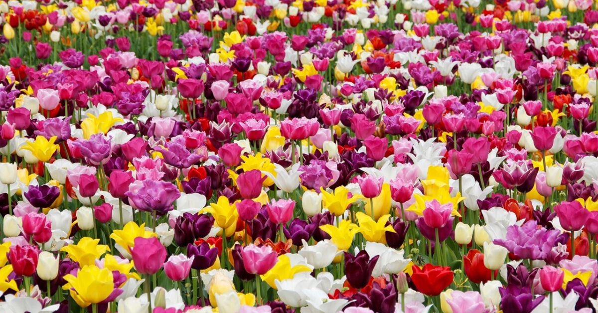 Tulipani, il significato dei colori nel linguaggio dei fiori