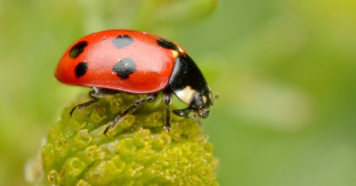 Insetti nel giardino: quali sono innocui e quali, invece, sono ...