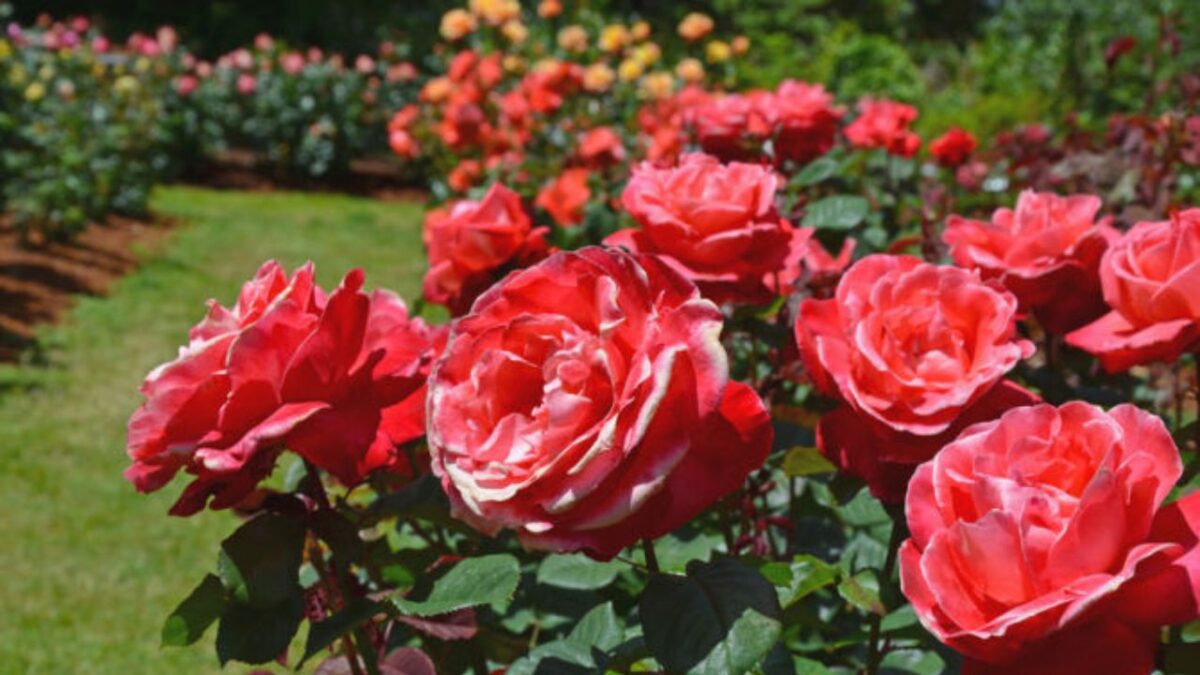 Come proteggere le rose dal loro arci nemico invernale: il vento!