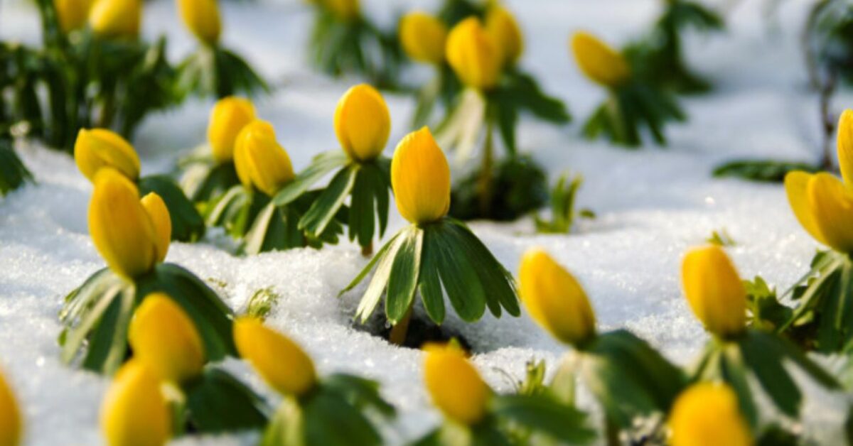 Bulbi invernali:cosa piantare in autunno per avere fiori in inverno