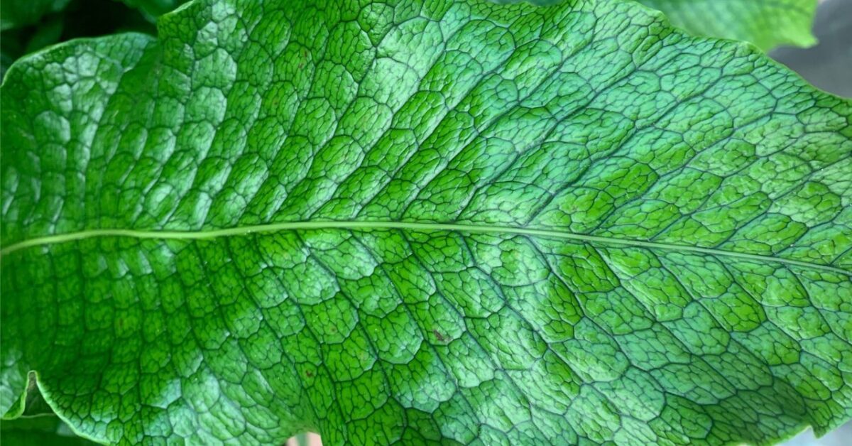 Felce coccodrillo: come coltivare in vaso questa bellissima varietà di ...