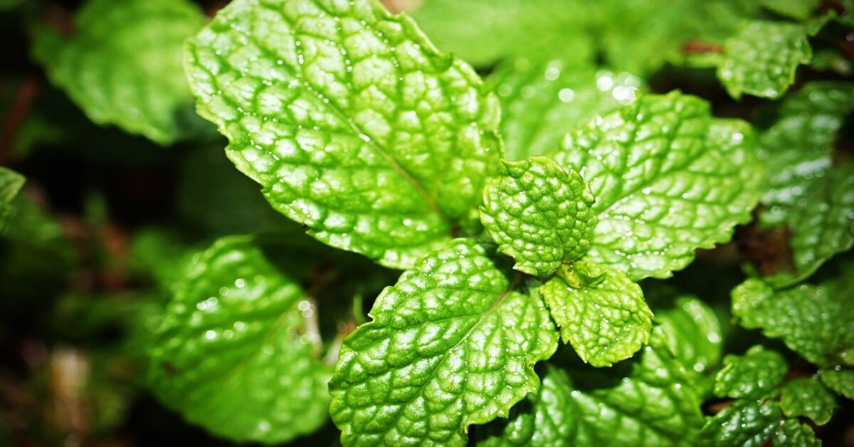 Quando piantare la menta? Qualche consiglio sulla sua coltivazione