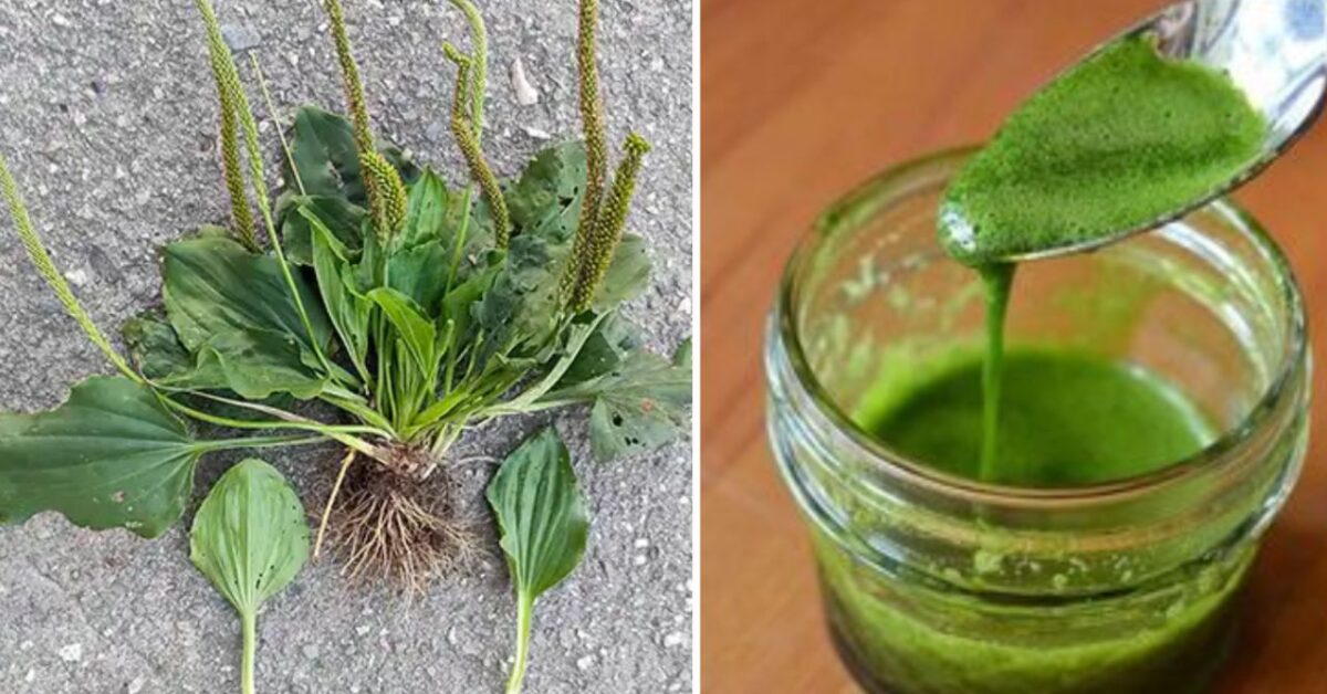 Piantaggine maggiore: i benefici di una pianta alleata del nostro benessere