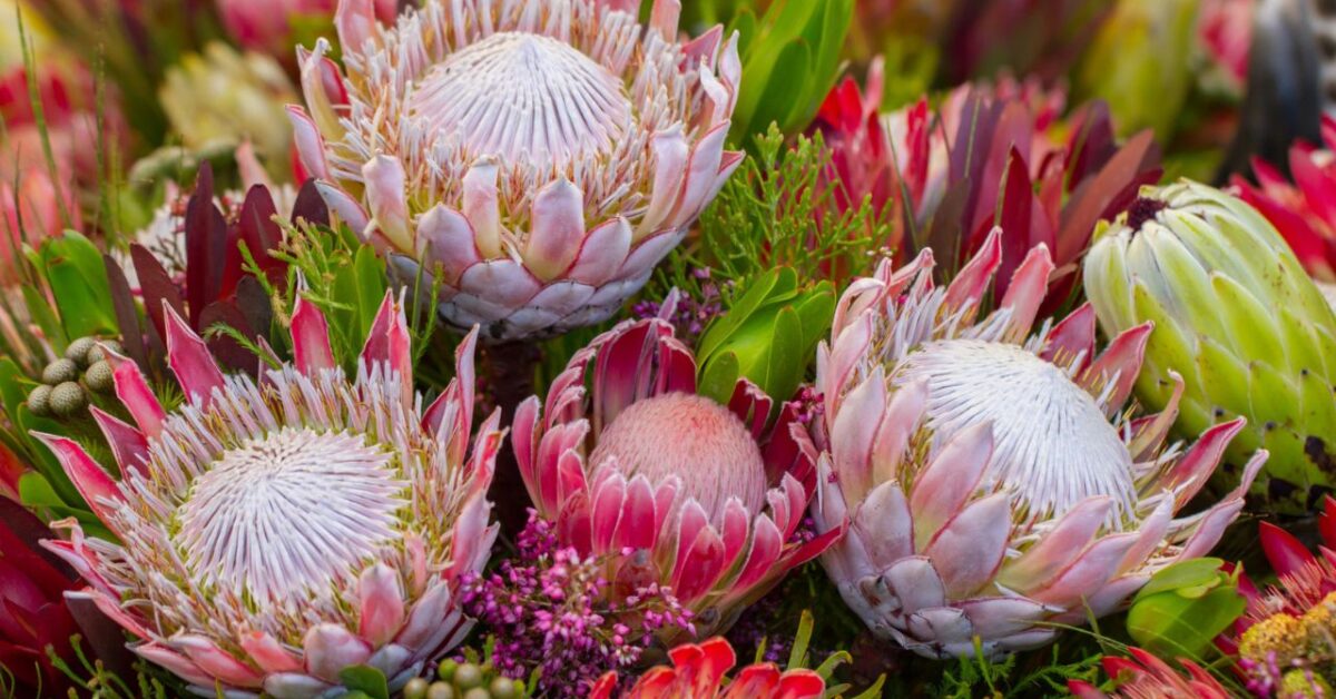 Protea: caratteristiche, curiosità e coltivazione del Fiore del Re