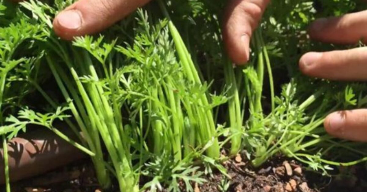 Scopri i benefici straordinari dei ciuffi di carota per la tua salute ...