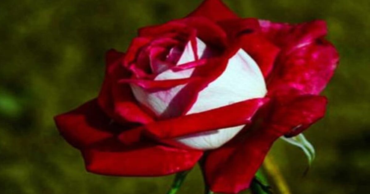 La rosa Osiria, la spettacolare rosa bicolore che esiste davvero (non è ...