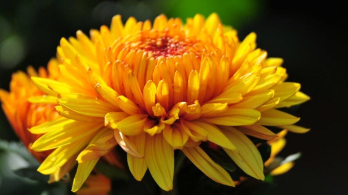 La vera storia del crisantemo: leggende, curiosità e significato