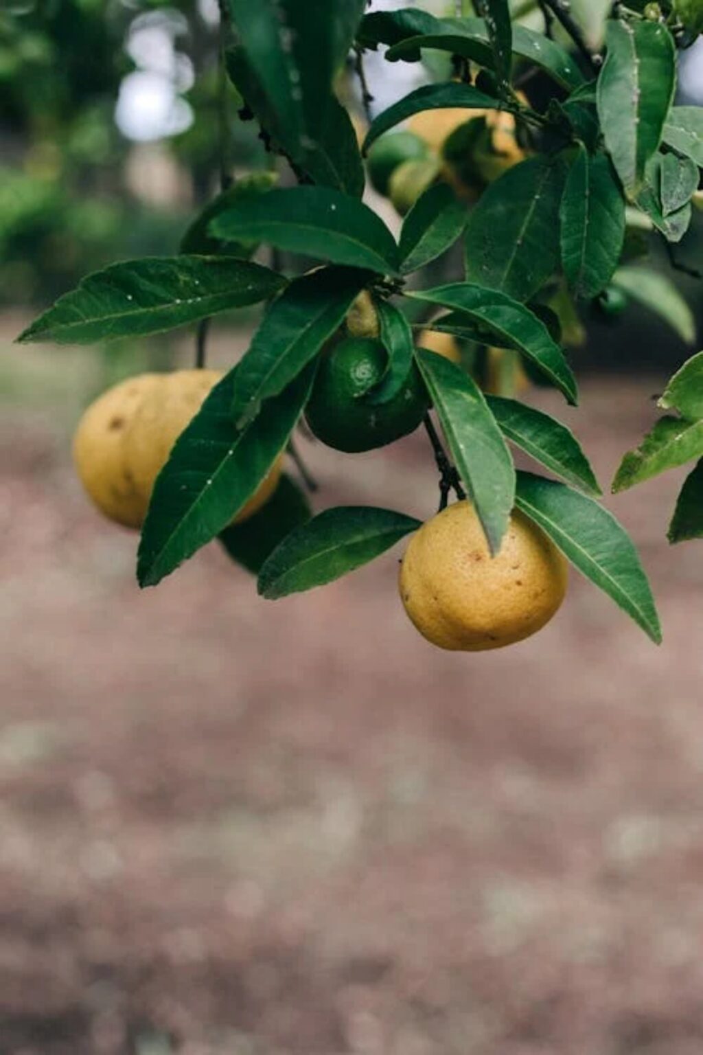Come combattere la fumaggine del Limone: cause nascoste e soluzioni ...