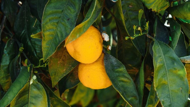 Come combattere la fumaggine del Limone: cause nascoste e soluzioni ...