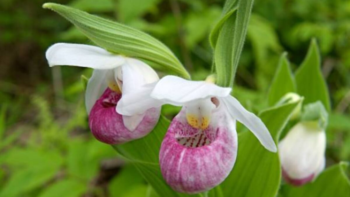 La scarpetta di Venere: cura, coltivazione e miti sull’orchidea più ...