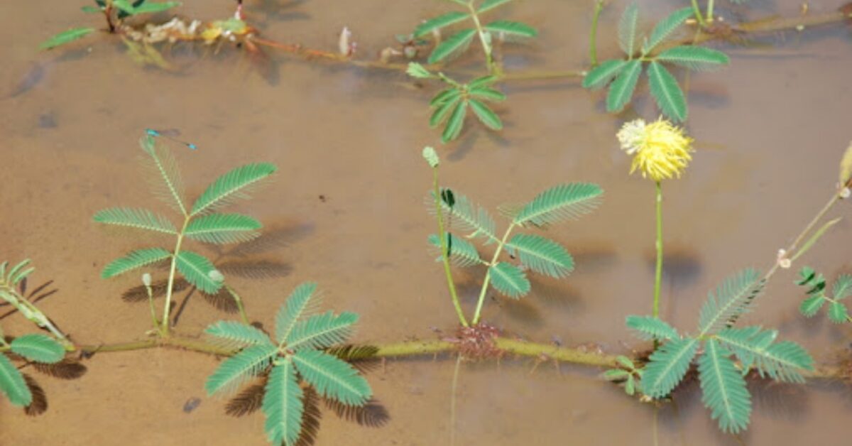 La Neptunia oleracea: l'affascinante mimosa galleggiante
