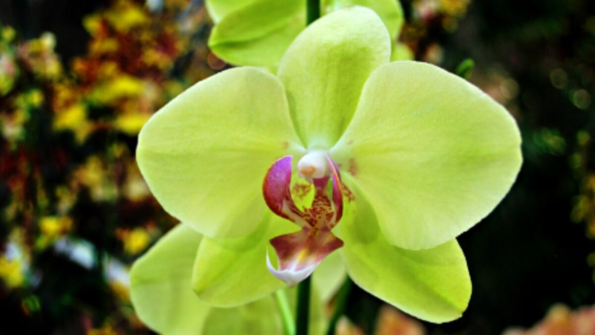 I colori delle orchidee: un significato diverso per ogni tonalità