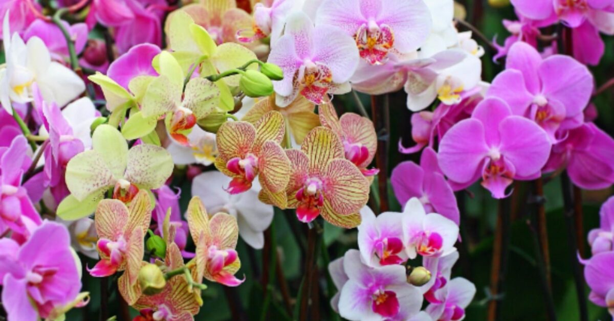 I colori delle orchidee: un significato diverso per ogni tonalità