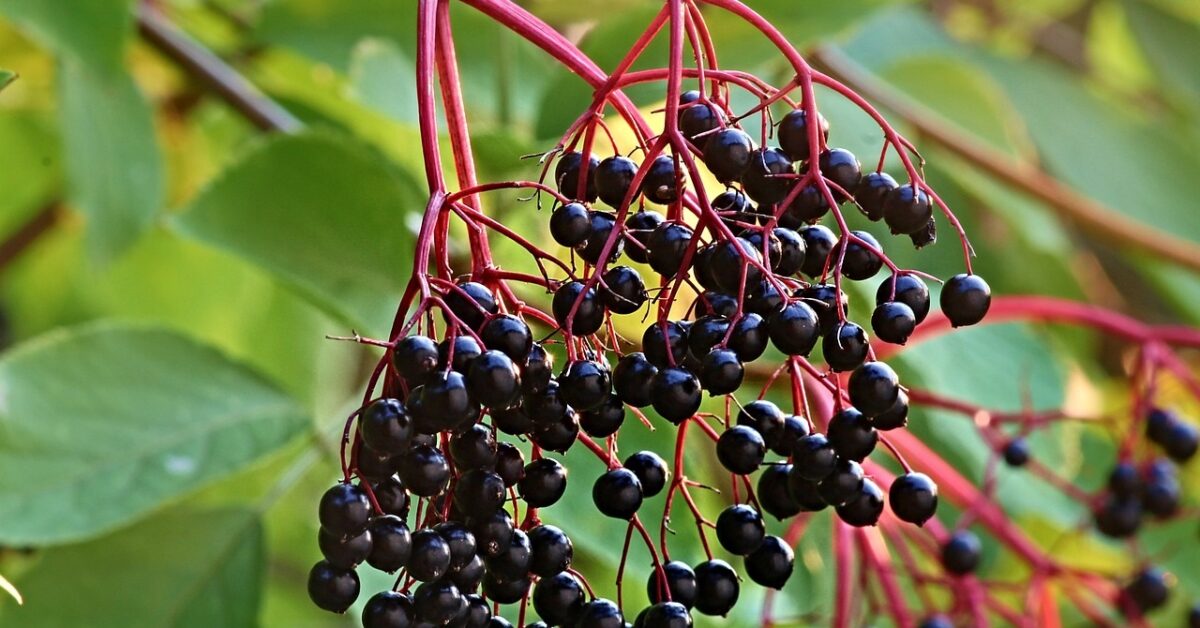 Bacche di sambuco: tra curiosità ed uso in cucina