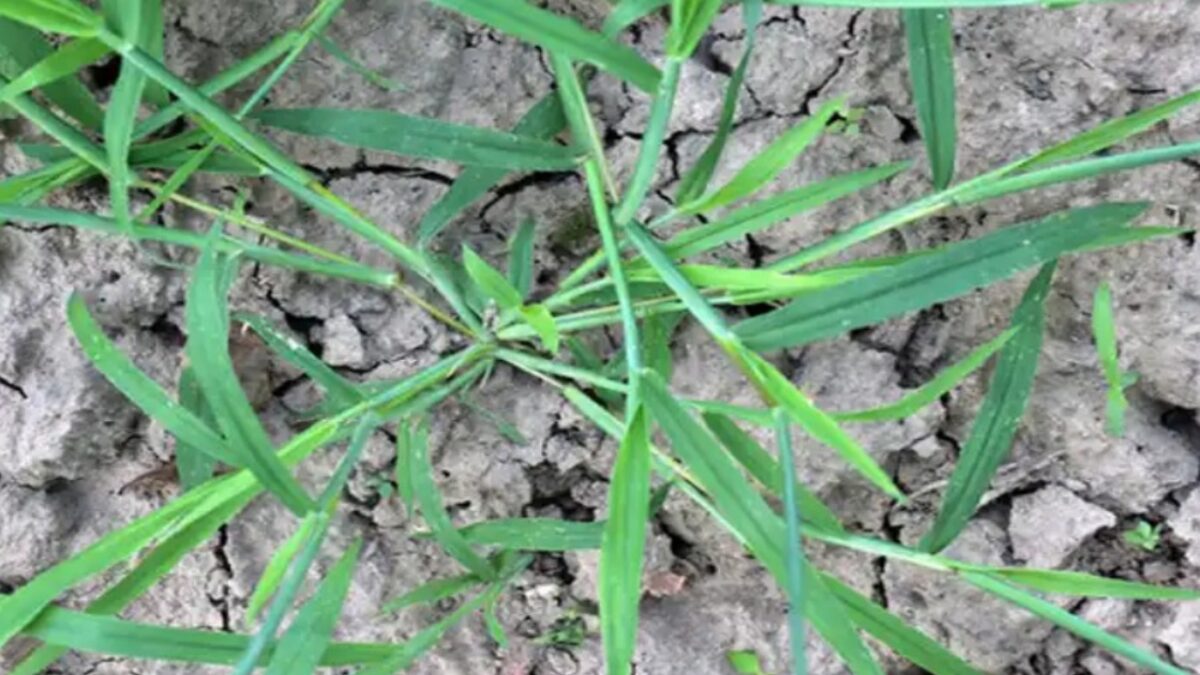 Nastrino o falangio: 3 cose che devi fare se vuoi avere delle piante ...