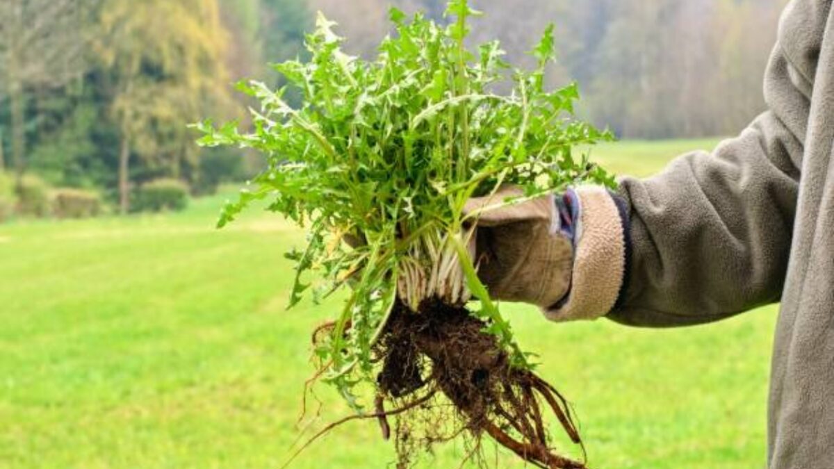 Come identificare la gramigna: il trucco che funziona sempre