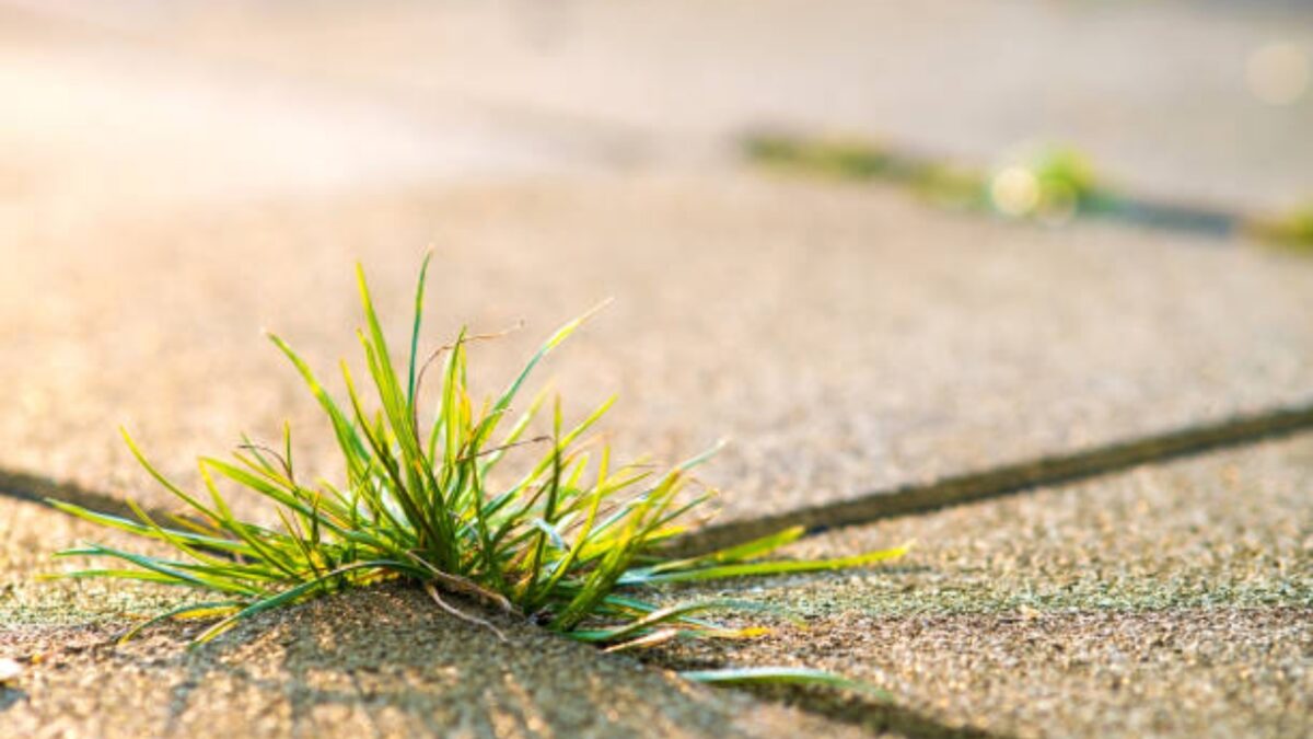 Come identificare la gramigna: il trucco che funziona sempre