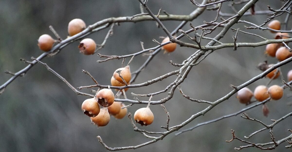 Albero di nespole, coltivazione e proprietà di un vero tesoro della natura