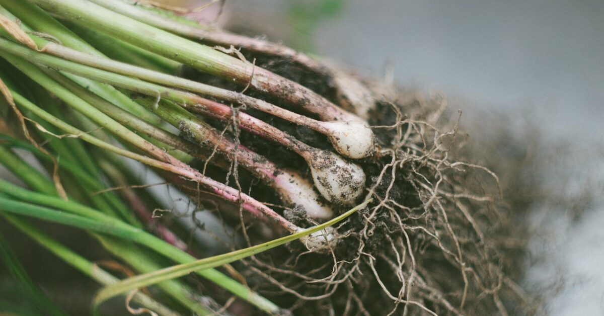Come eliminare parassiti e muffe dalle radici delle piante?