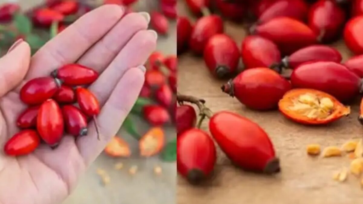 Il potere nascosto della Rosa canina: 8 sorprendenti benefici per la ...