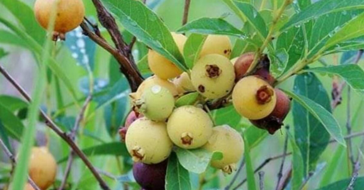 Gabiroba: frutto selvatico dalle straordinarie proprietà