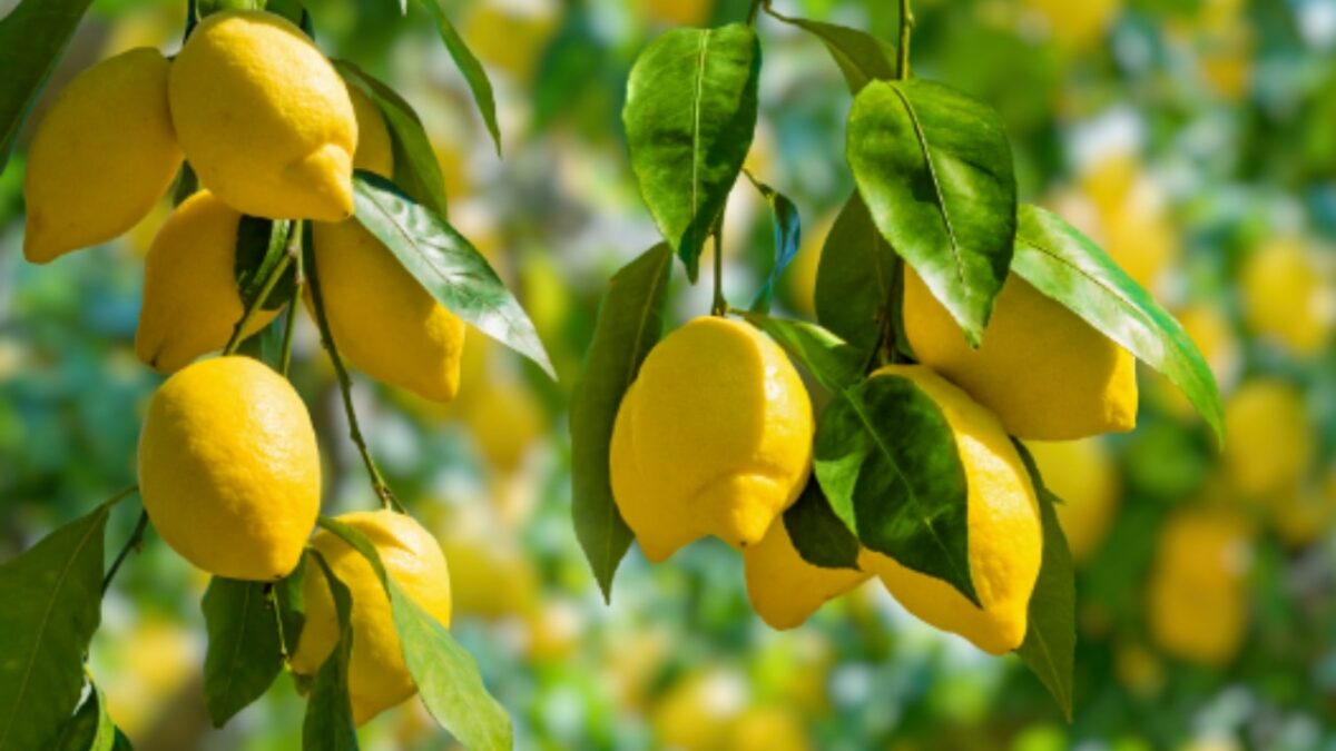 Proteggere il limone in inverno: gli accorgimenti da prendere per ...