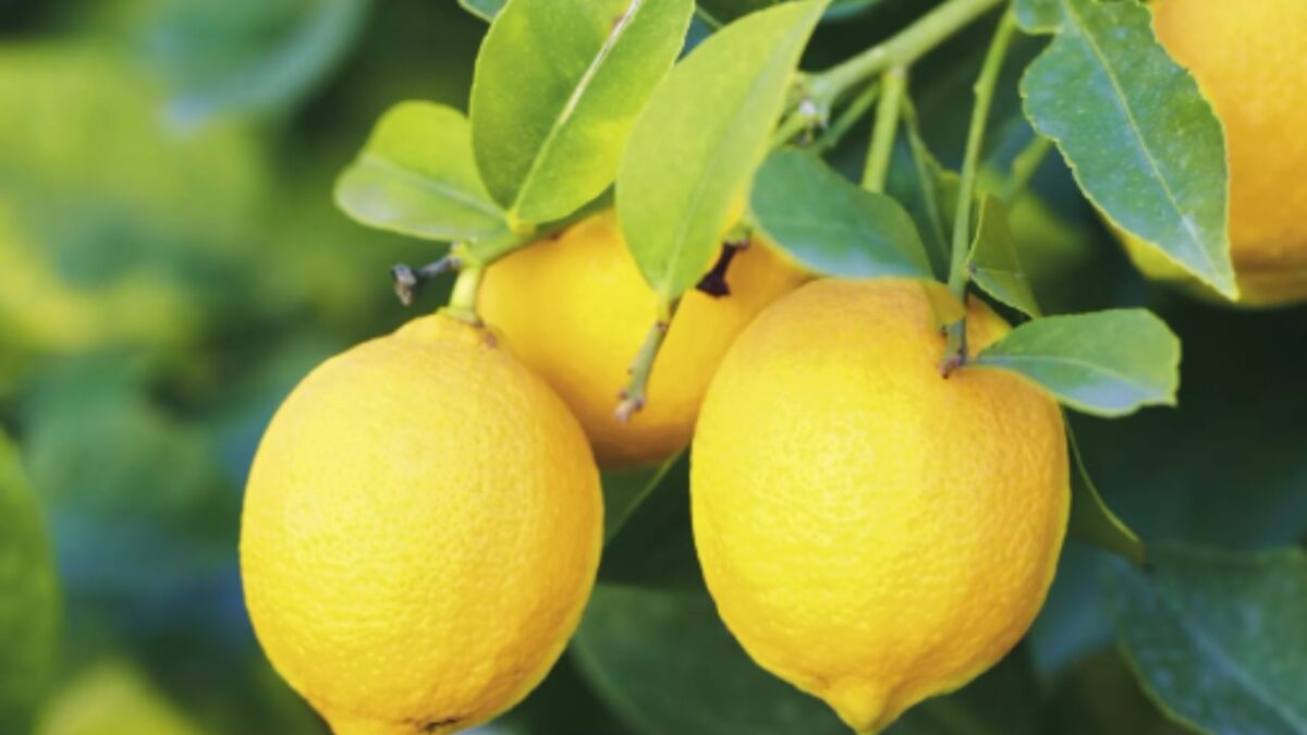 Proteggere il limone in inverno: gli accorgimenti da prendere per ...
