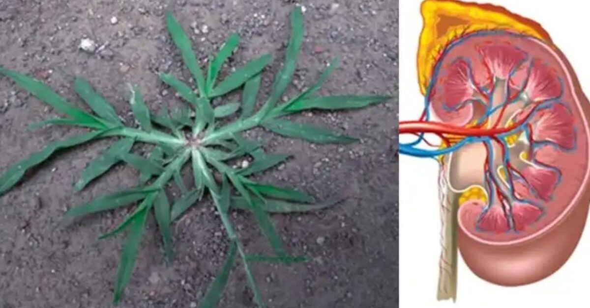 Erba spina (Eleusine indica): un alleato naturale per la salute dei reni