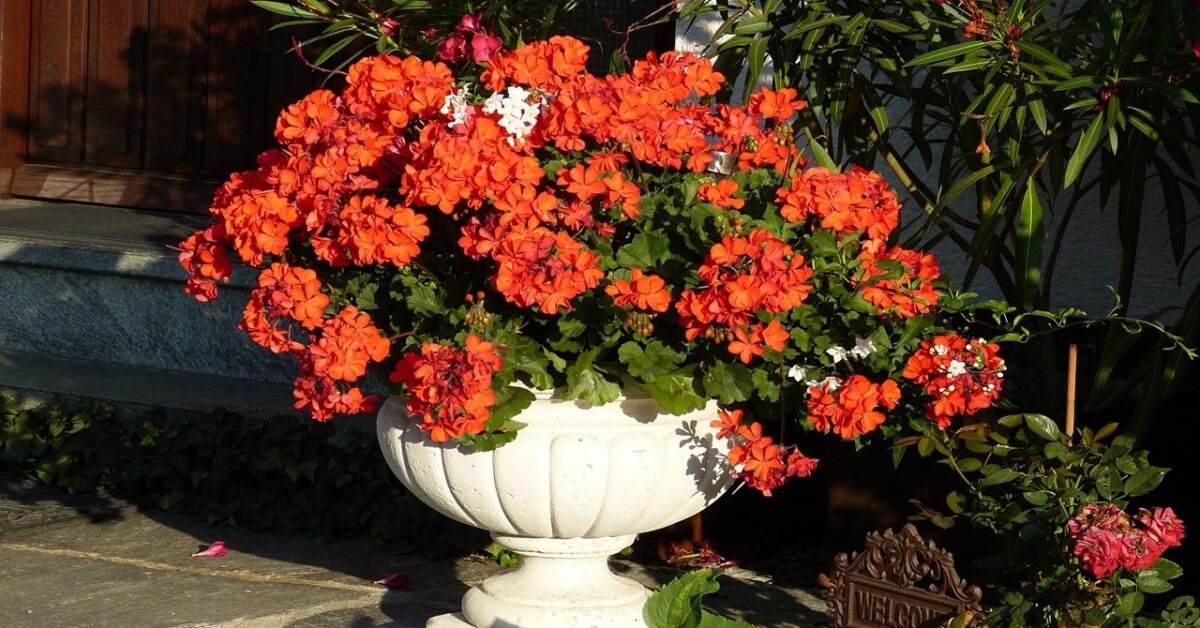 Volete dei bellissimi gerani in primavera: allora adesso dovete potare ...